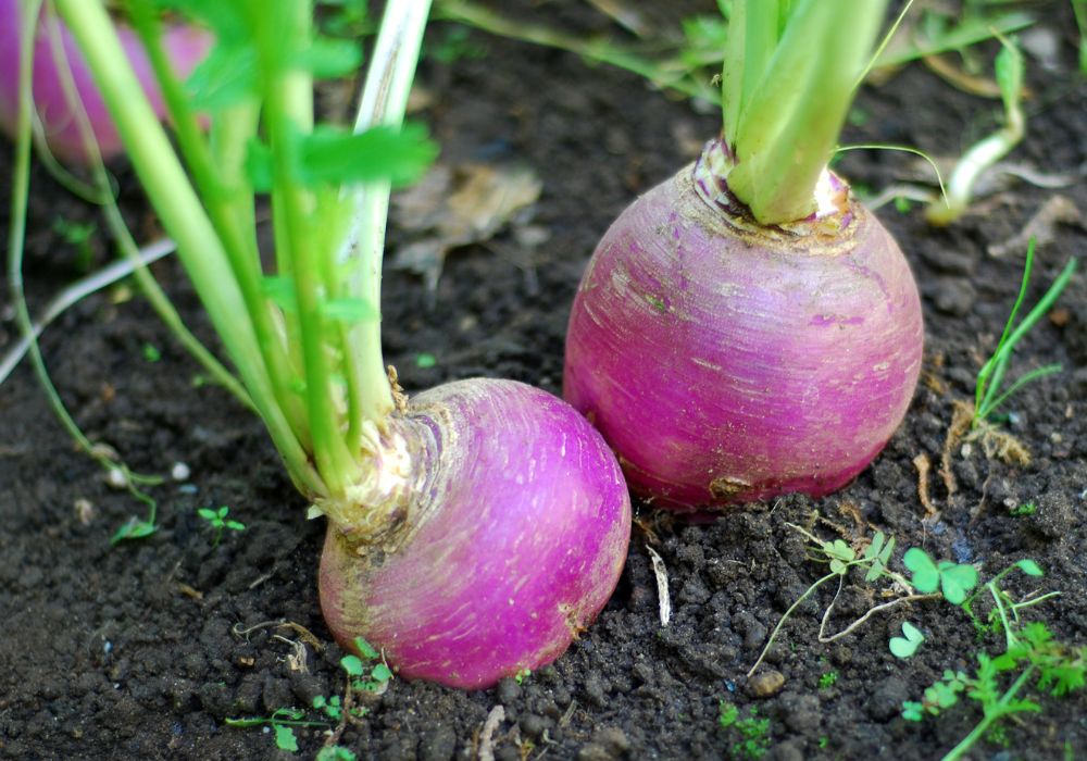 Rzepa - dlaczego jest zdrowa? Właściwości i zastosowanie rzepy. Rzepa ...