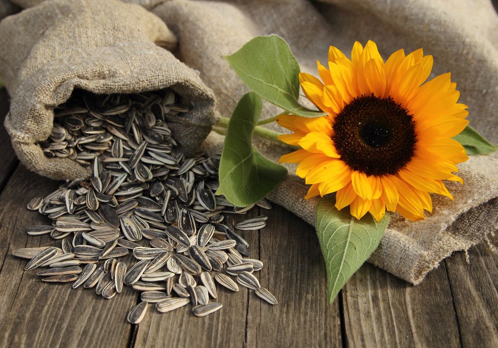 The Radiance of Sunflower Seeds: Nutrition and Health Insights | Mezator